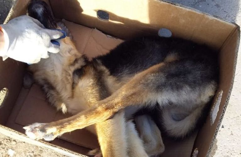 Iniciaron una colecta por el perro moribundo que fue abandonado en una ...