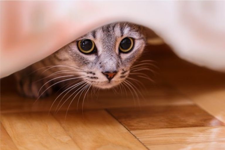 Mascotas: las señales que indican que tu gato está estresado y cómo ...